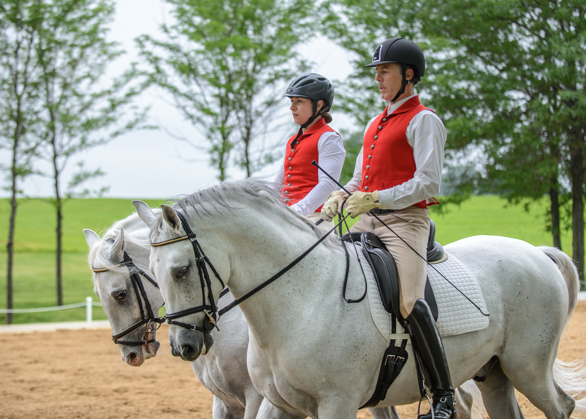 Lipicai ló - Lovasiskolák